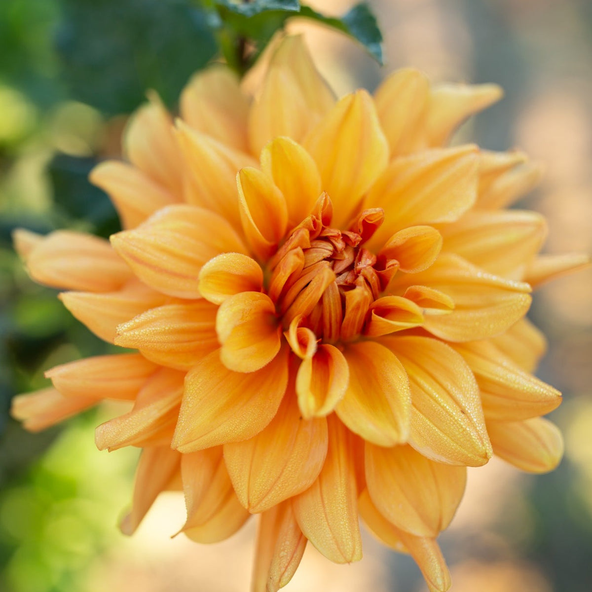Andrew Charles – Columbia River Dahlias