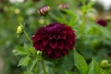 Colleen Mooney – Columbia River Dahlias
