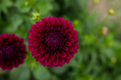 Colleen Mooney – Columbia River Dahlias