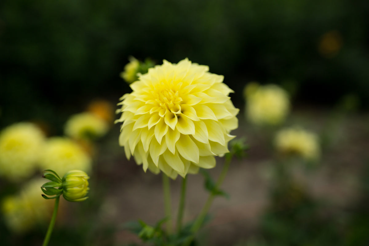 Lakeview Lemon Drop – Columbia River Dahlias