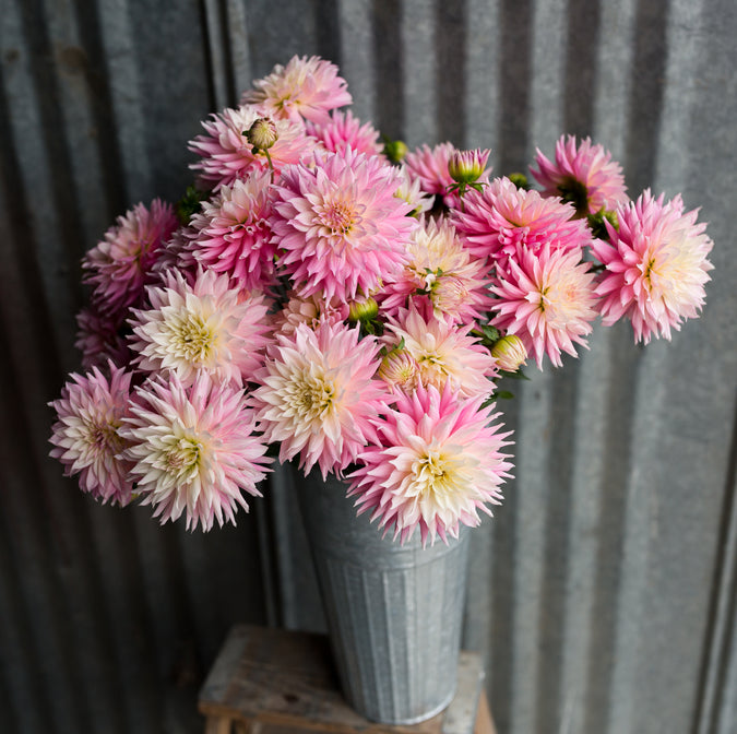 Colleen Mooney – Columbia River Dahlias