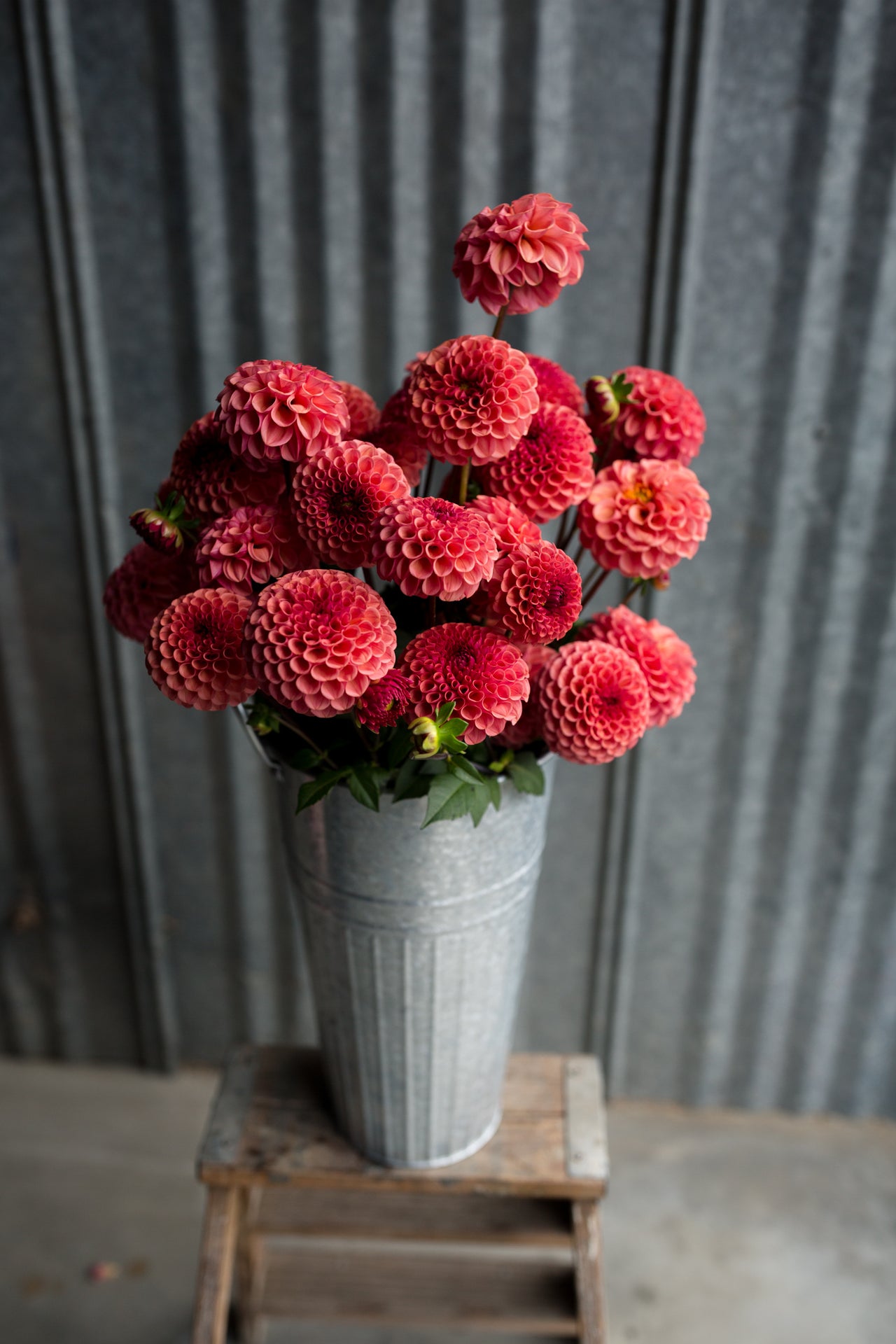 Ferncliff Rusty – Columbia River Dahlias