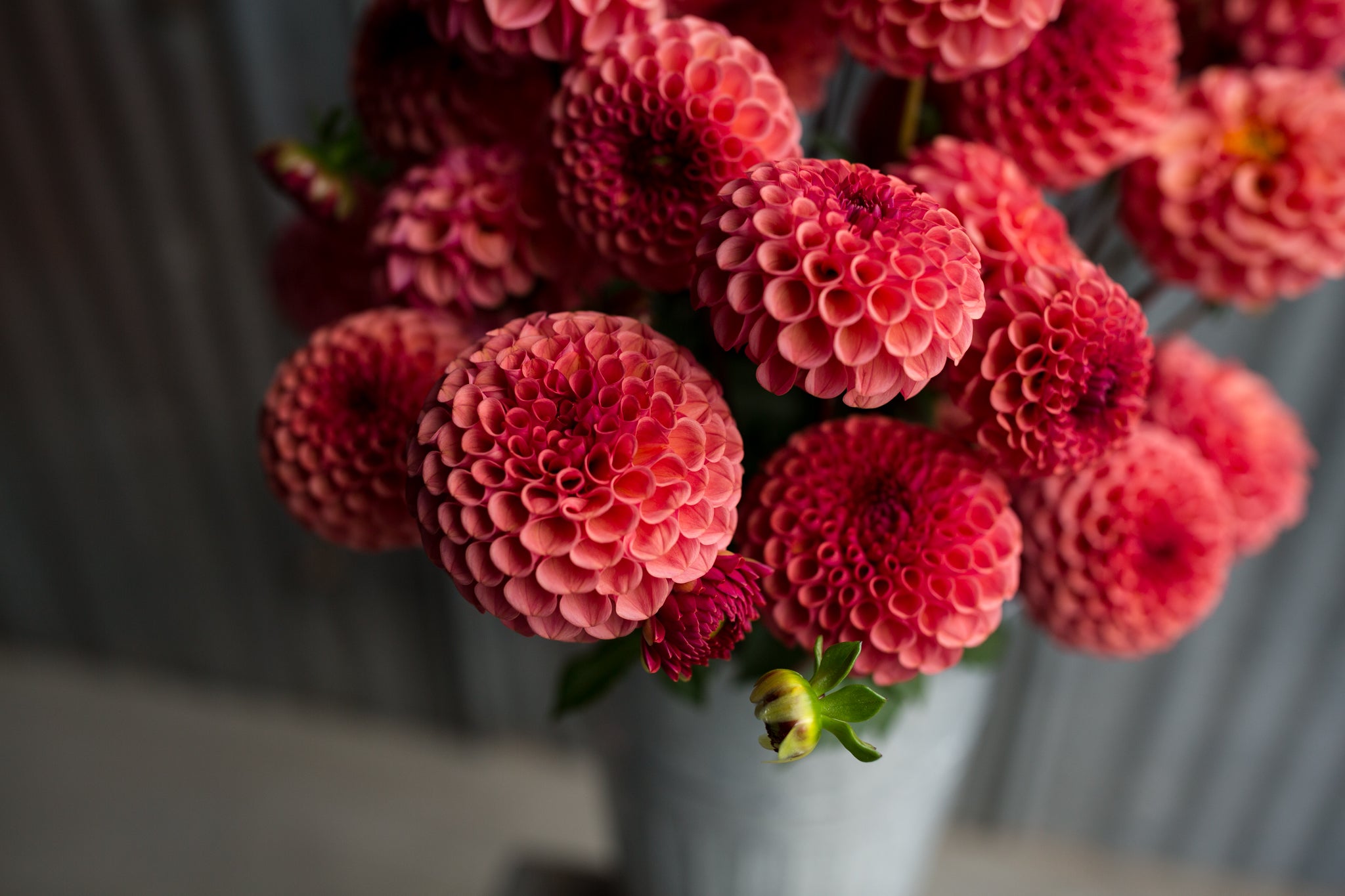 Ferncliff Rusty – Columbia River Dahlias