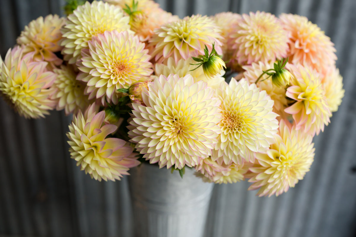 Bloomquist Blush – Columbia River Dahlias