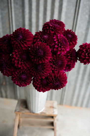 Colleen Mooney – Columbia River Dahlias