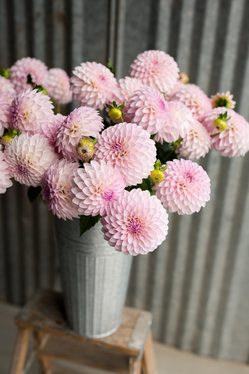 Camano Zoe – Columbia River Dahlias