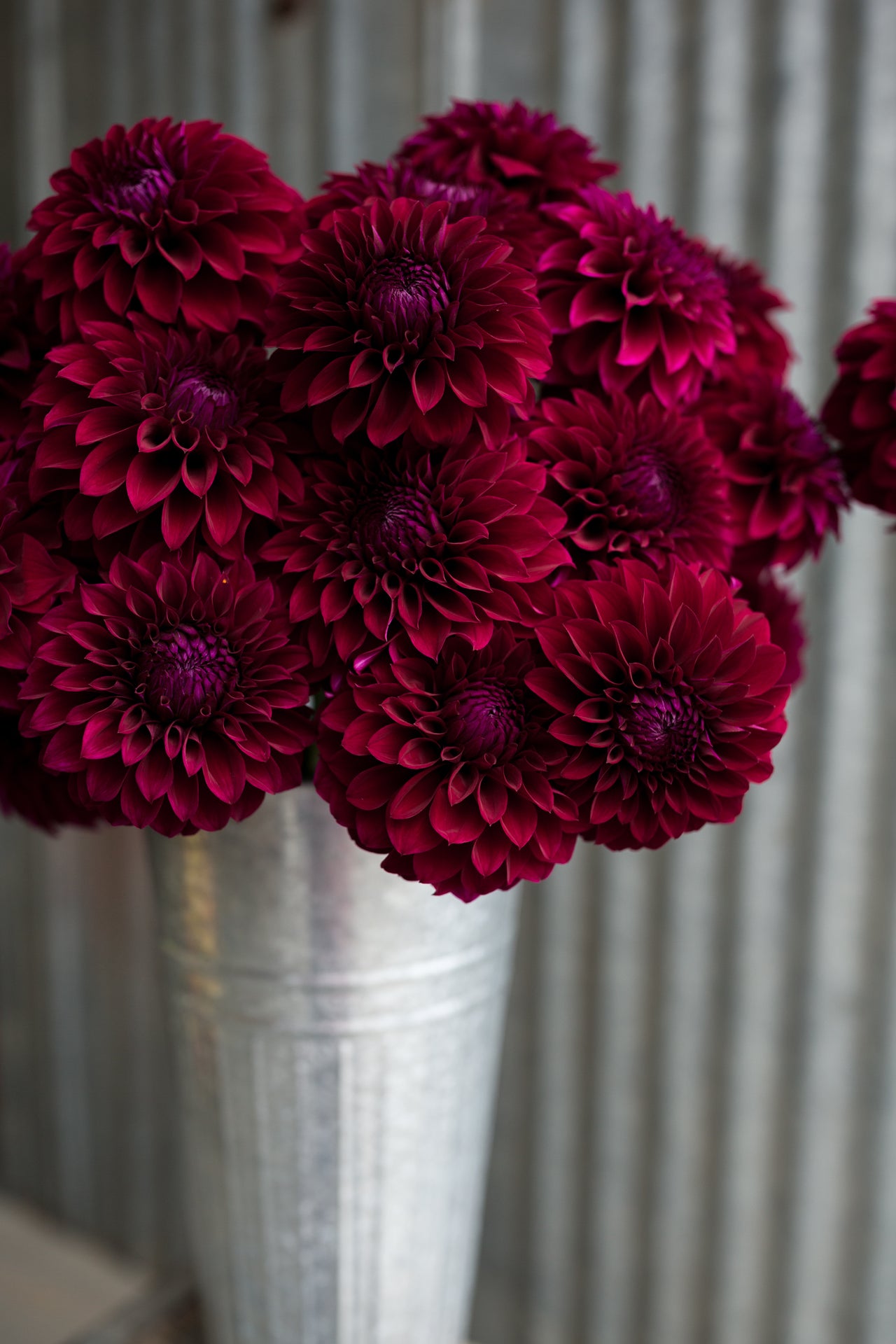 Colleen Mooney – Columbia River Dahlias
