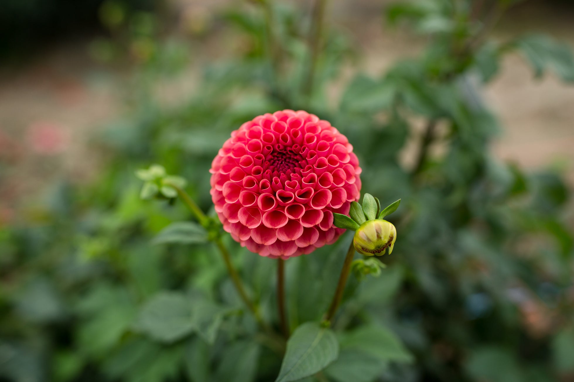 Ferncliff Rusty – Columbia River Dahlias