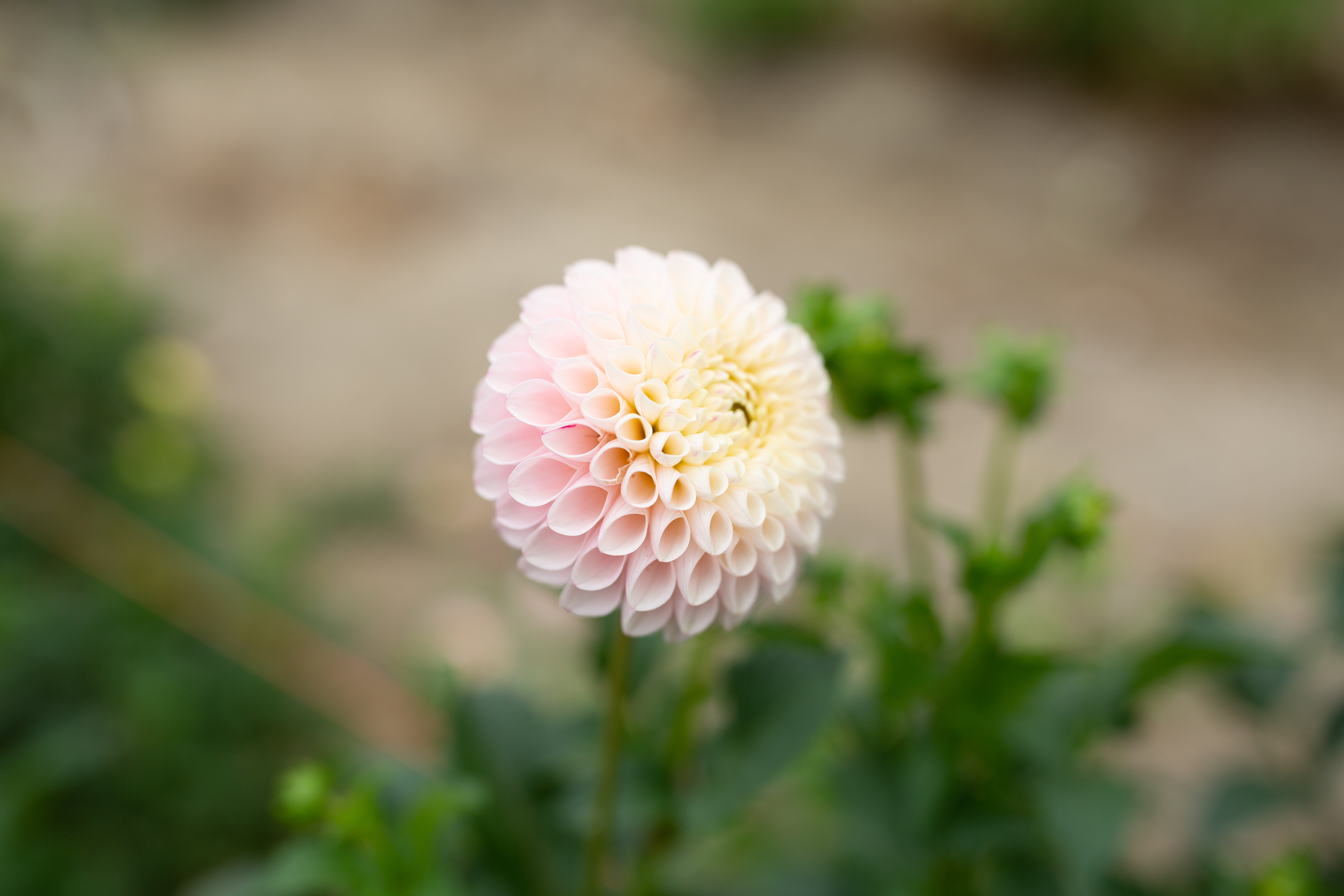 Camano Zoe – Columbia River Dahlias