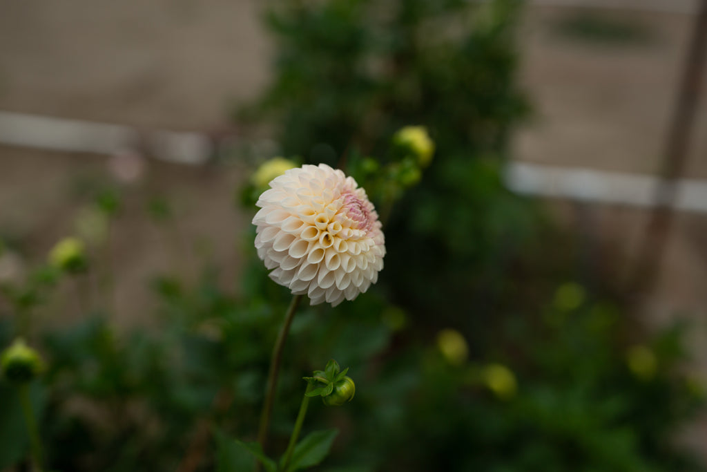 Camano Zoe – Columbia River Dahlias