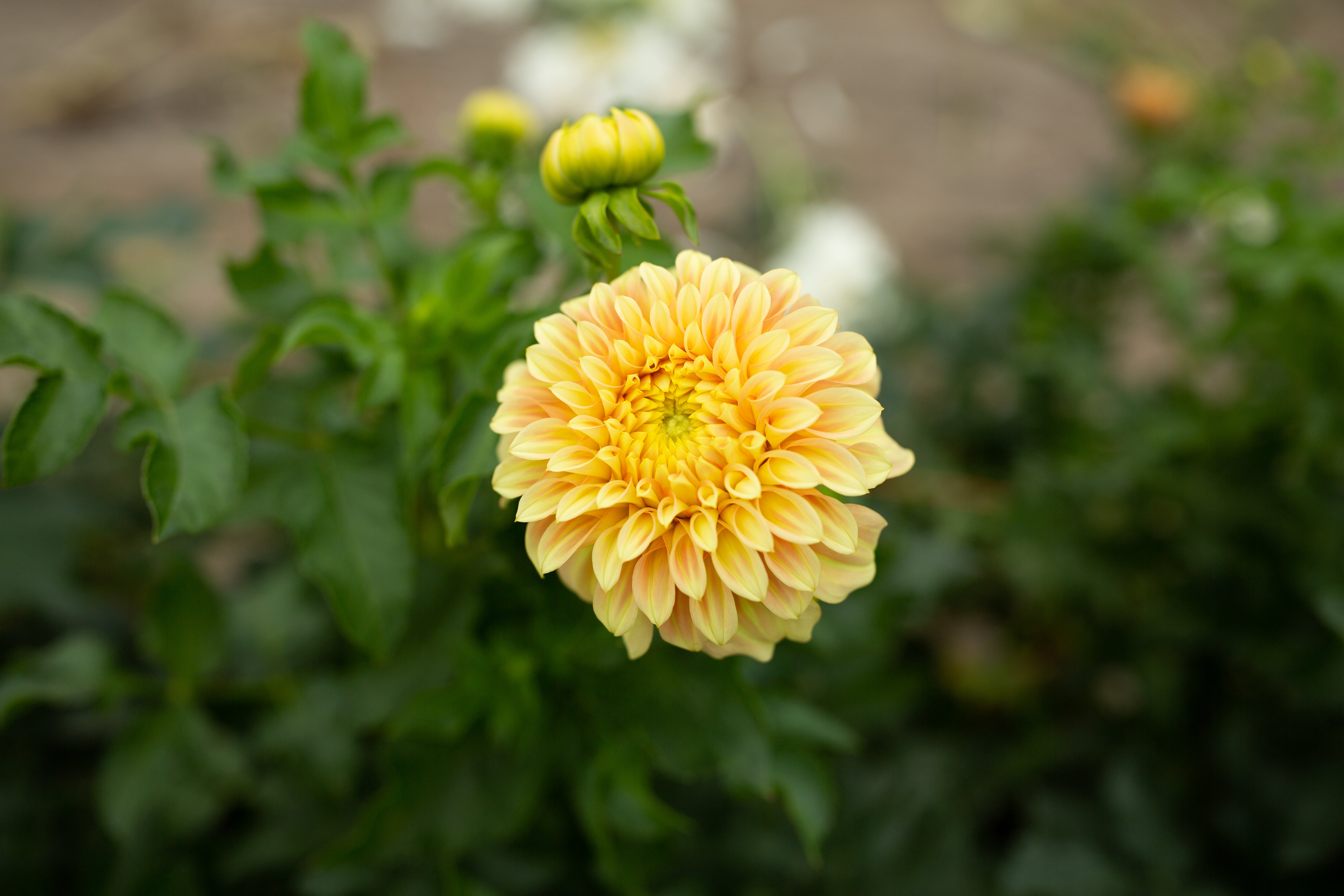Bracken Sarah – Columbia River Dahlias