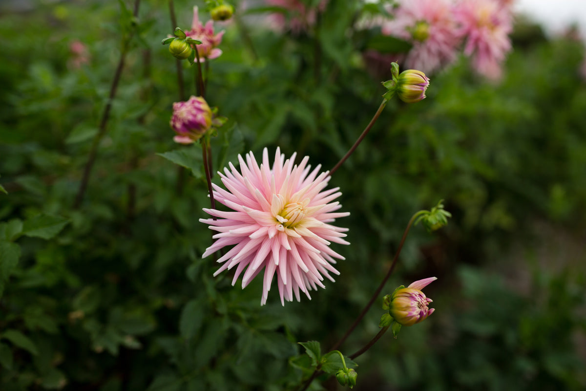 Miss Rose Fletcher – Columbia River Dahlias
