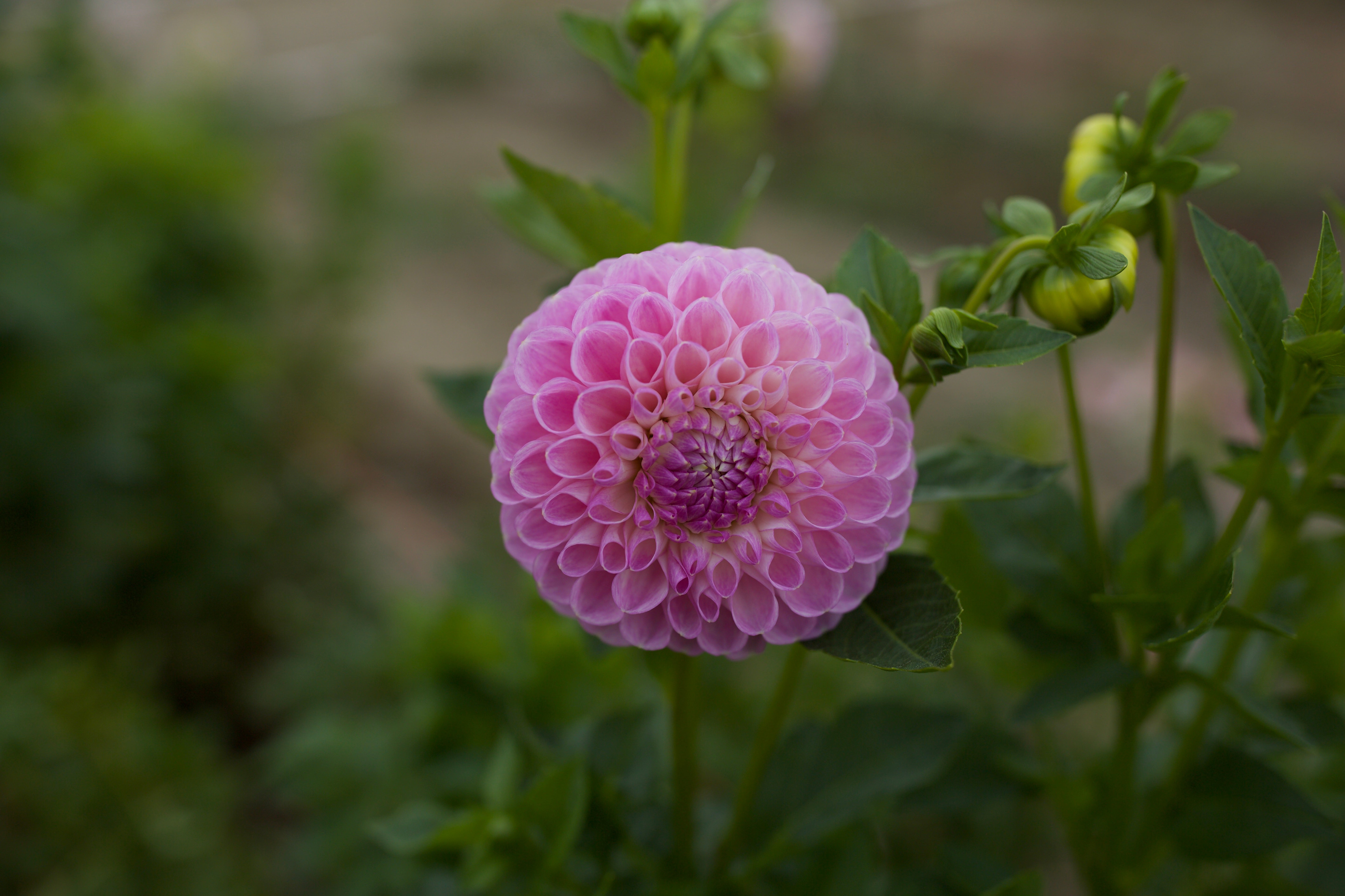 Snoho Sonia – Columbia River Dahlias