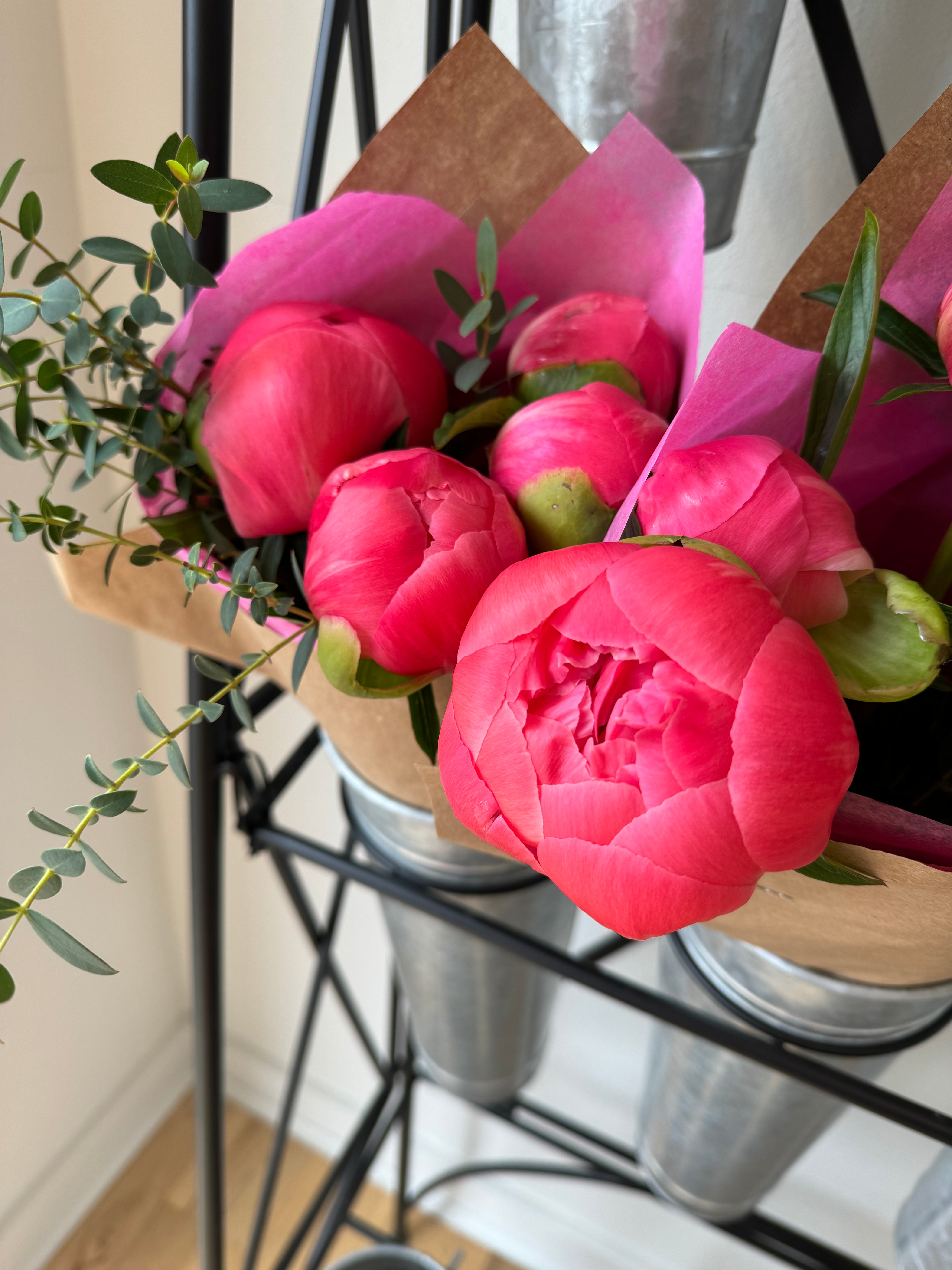 Peony Roots – Columbia River Dahlias