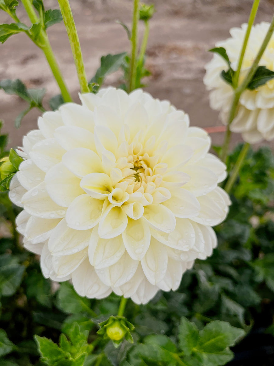 Caramel Antique – Columbia River Dahlias