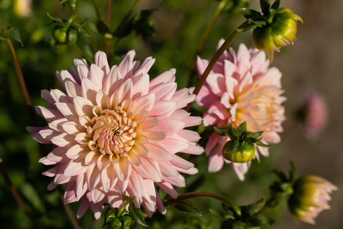 Bloomquist Daniella G – Columbia River Dahlias