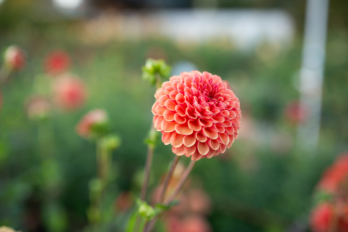 Valley Rust Bucket – Columbia River Dahlias